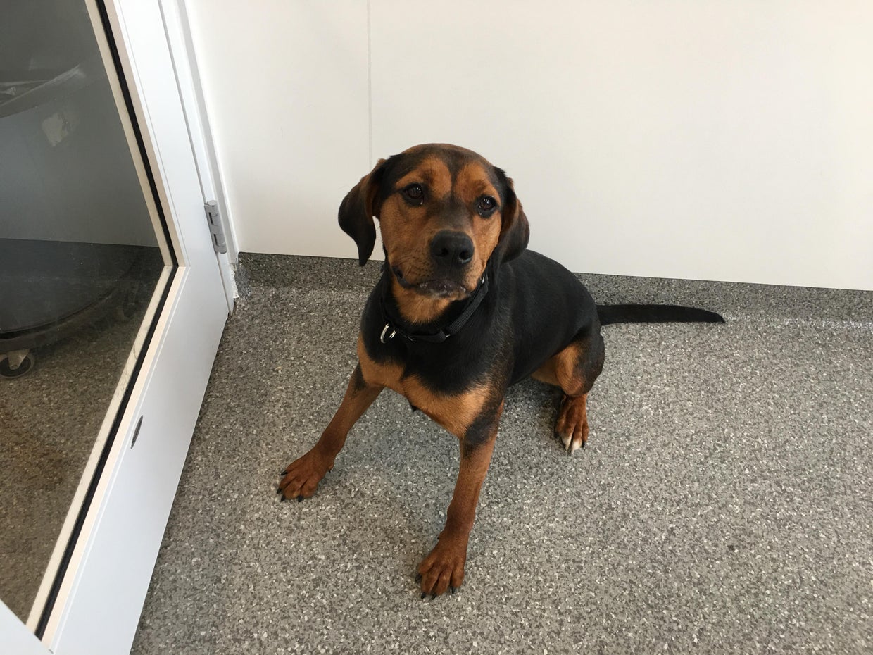 PAWS Chicago Pet of the Week: Leah - CBS Chicago