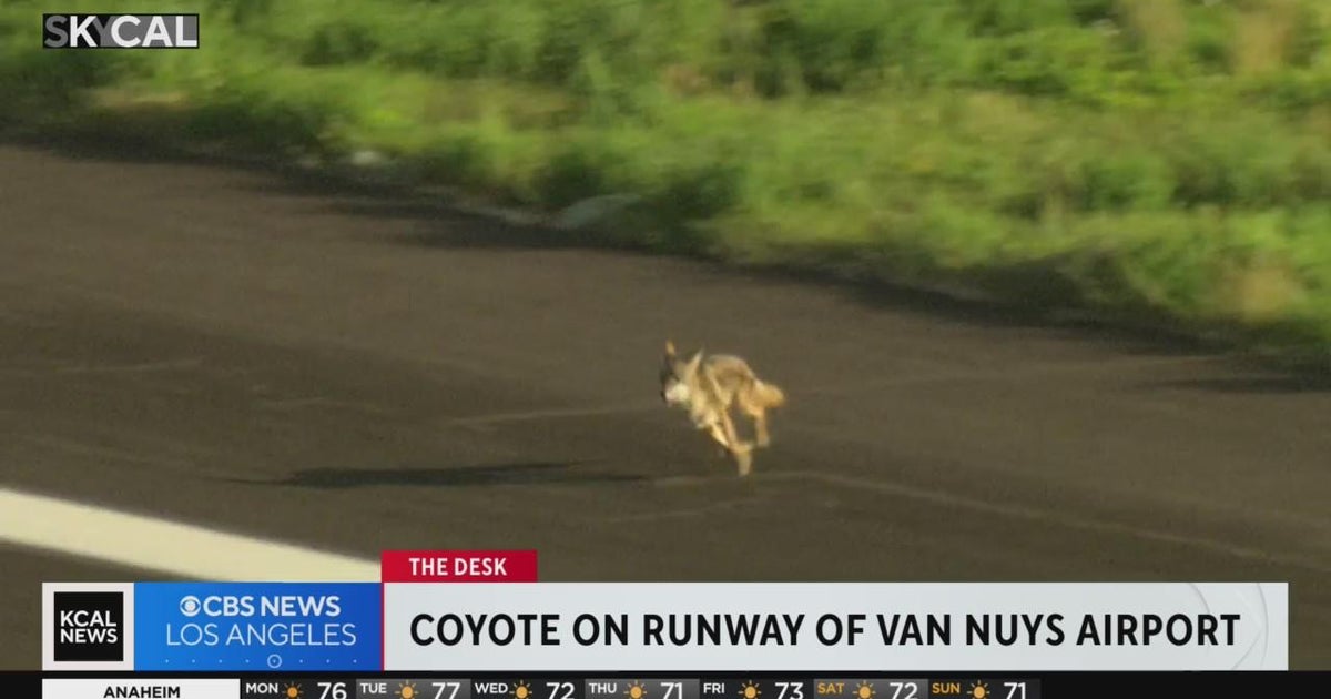 WATCH: Coyote on runway at Van Nuys Airport - CBS Los Angeles