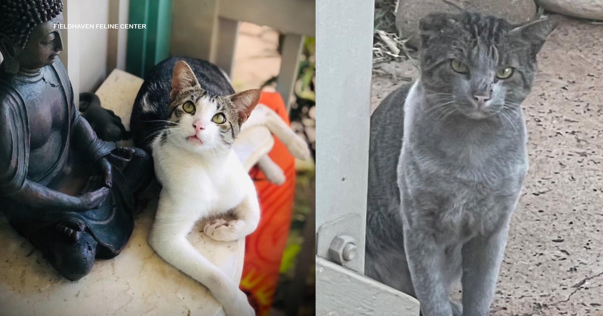 Neighborhood cat that survived Maui fires going up for adoption in ...