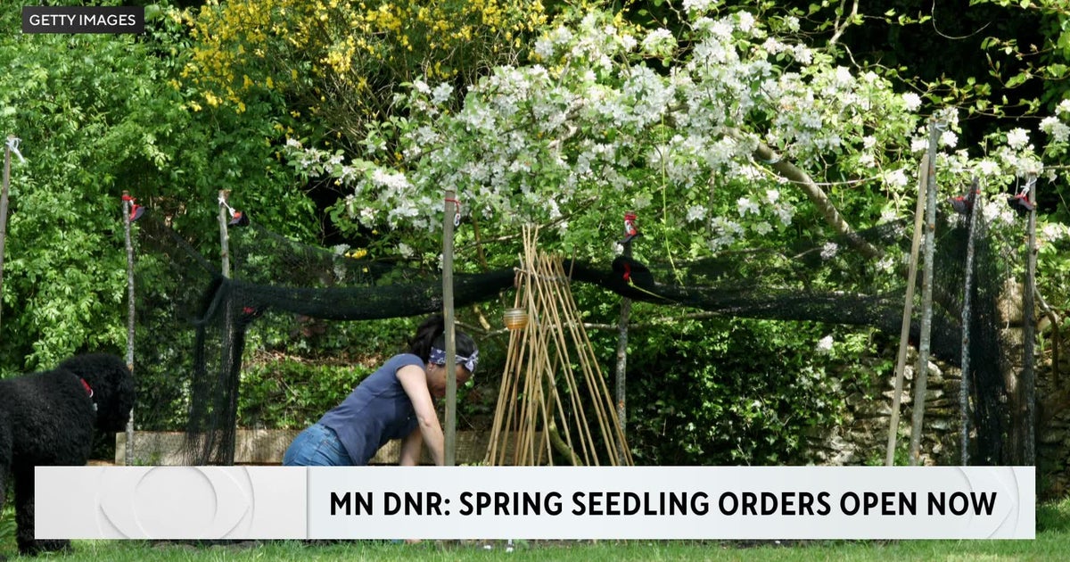Minnesota DNR State Forest Nursery is now accepting seedling orders ...