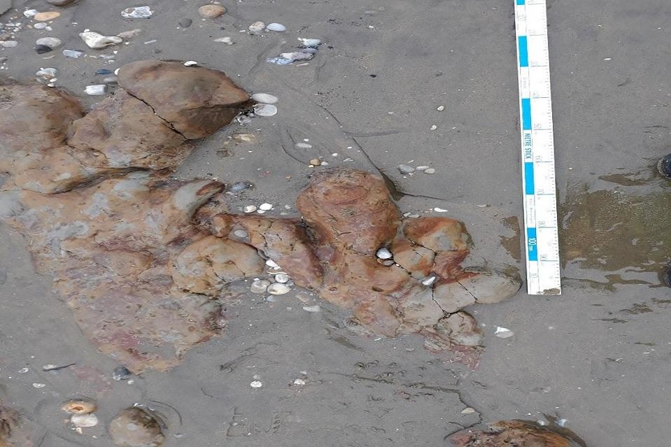 3-toed dinosaur footprints found on U.K. beach during flooding checks ...
