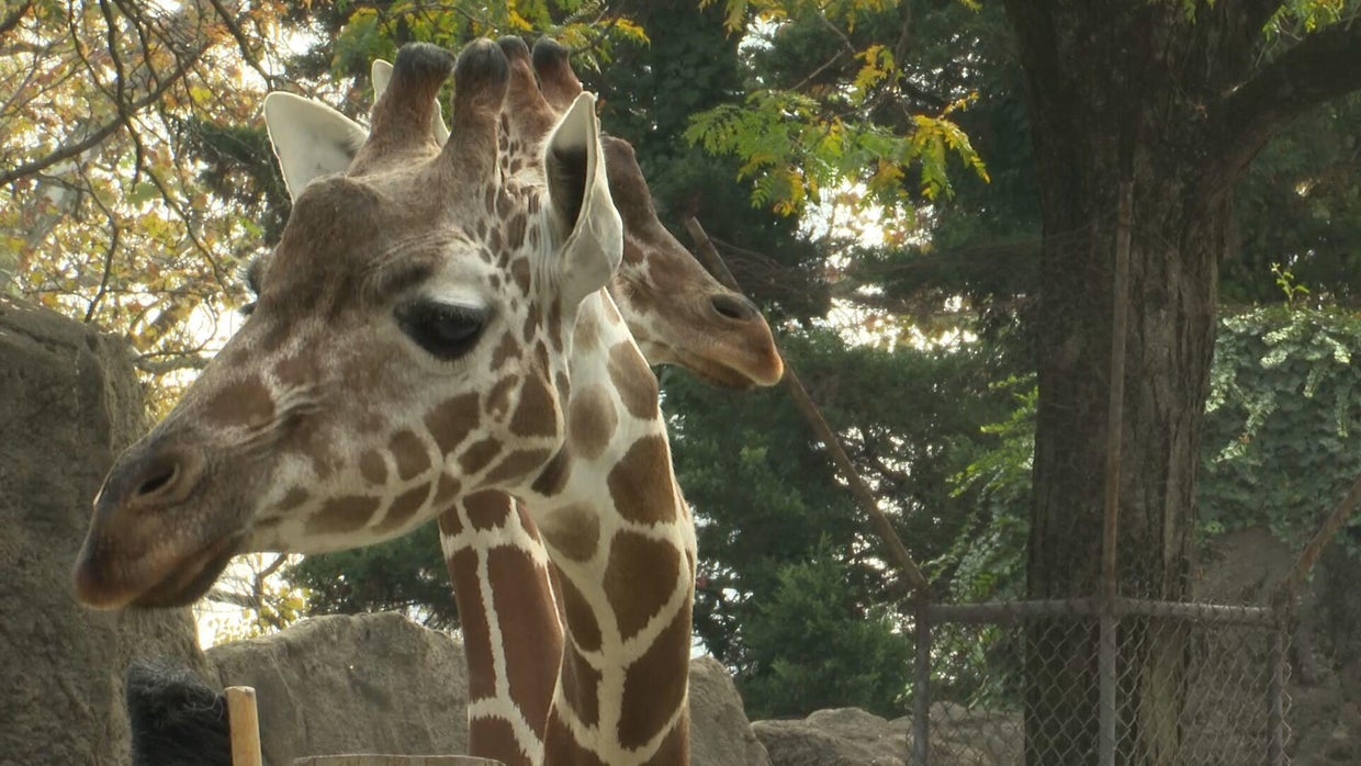 "People can only be what they see": First Black, woman president, CEO ...