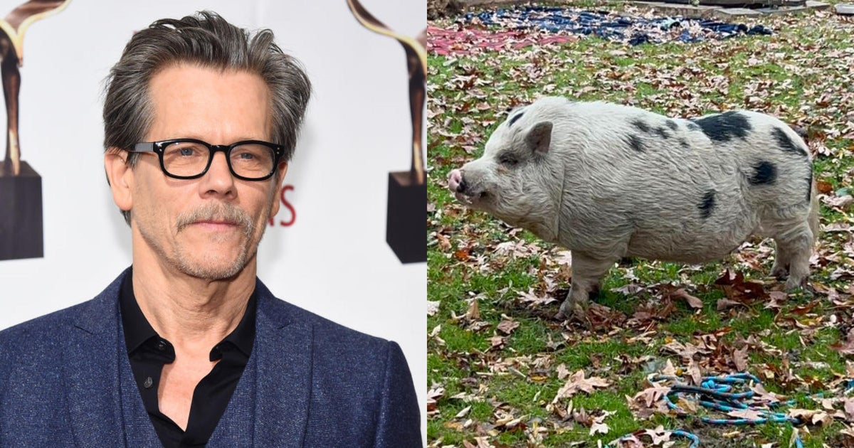 Escaped pig Kevin Bacon back home in his pen in Pennsylvania - CBS ...