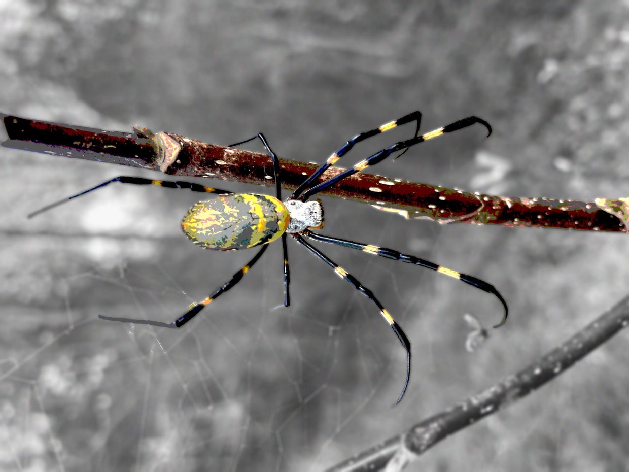 Joro spiders are an invasive species known for parachuting through the ...