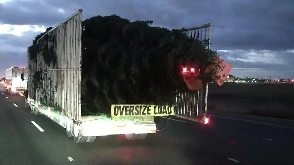 Old Sacramento's Christmas tree delivered; lighting ceremony set for ...