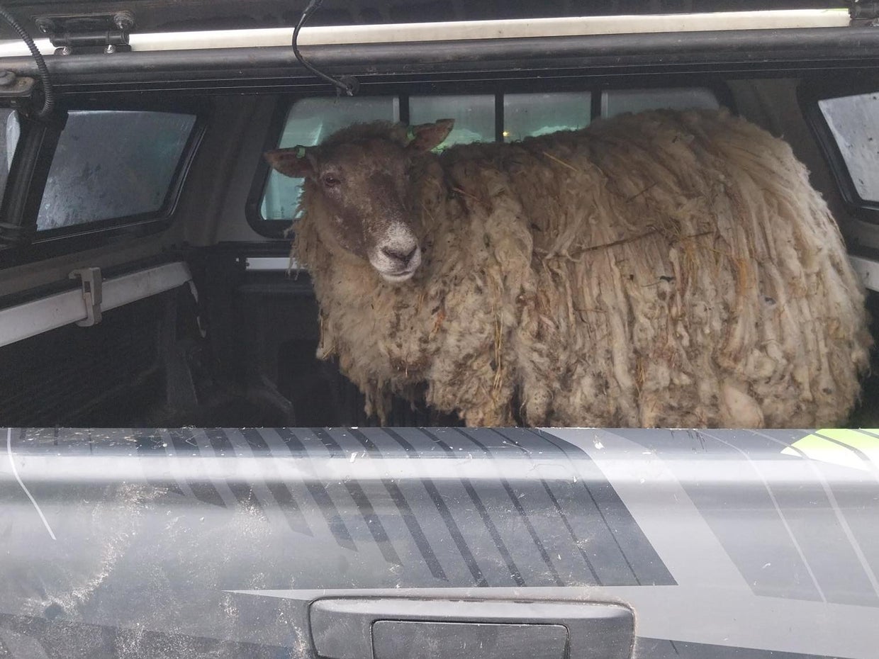Britain's "loneliest sheep" rescued by group of farmers after being ...