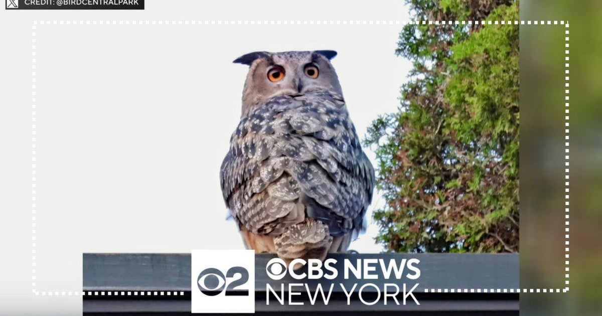 Owl that escaped Central Park Zoo spotted in East Village - CBS New York