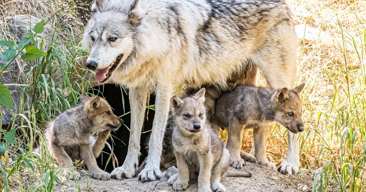Matriarch of Oakland Zoo's wolf pack euthanized after discovery of ...