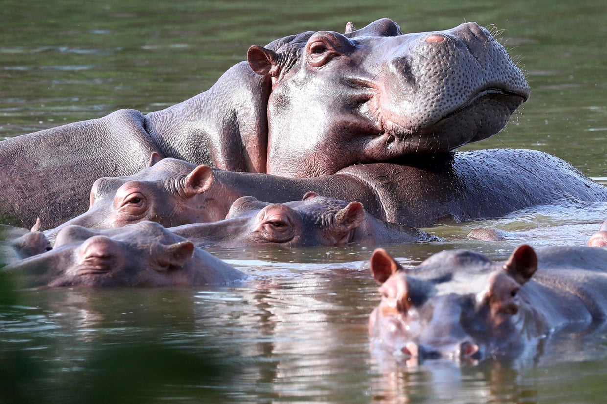 Hippos descended from pets of Pablo Escobar keep multiplying. Colombia ...