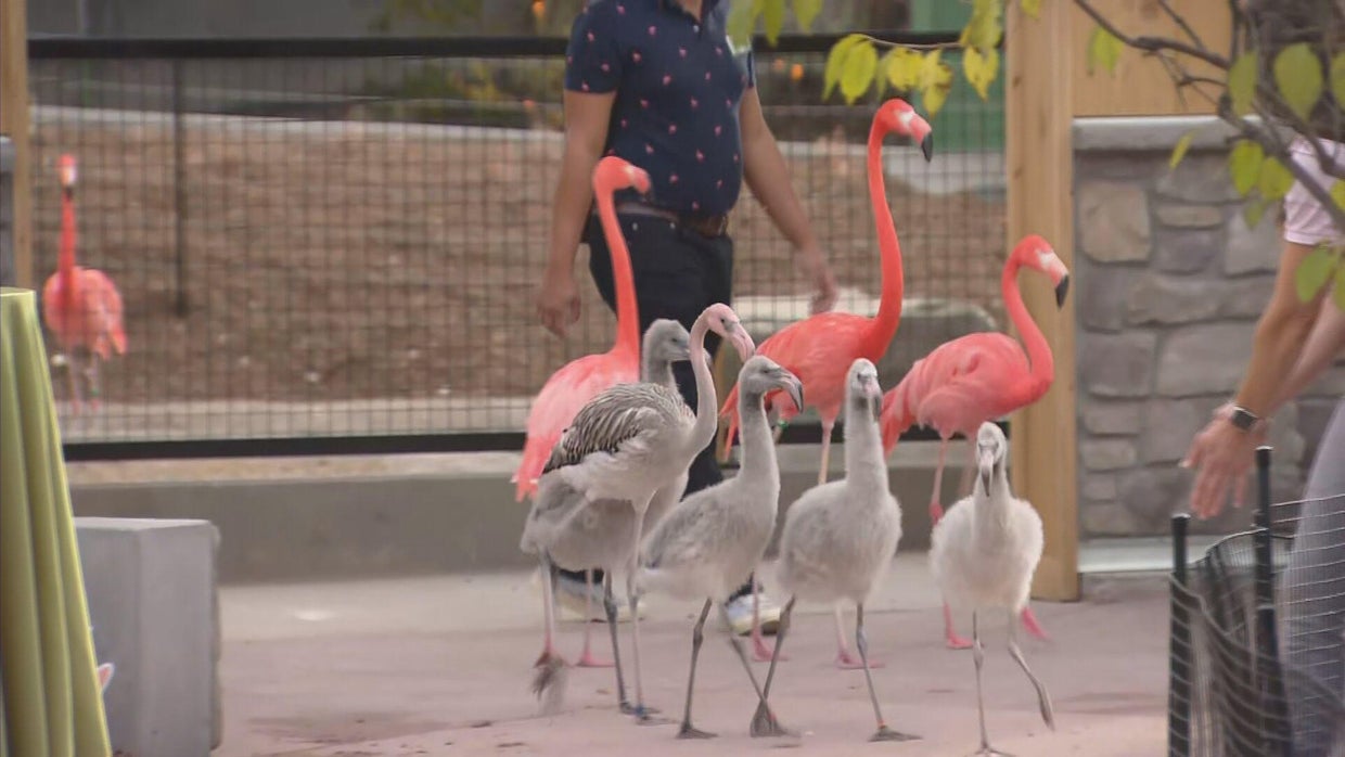 Flamboyance of flamingos welcomes public to new habitat at Denver Zoo ...