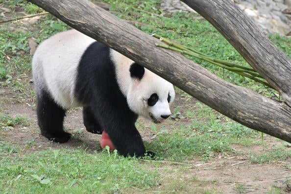 China could send more pandas to the U.S., Chinese President Xi Jinping ...