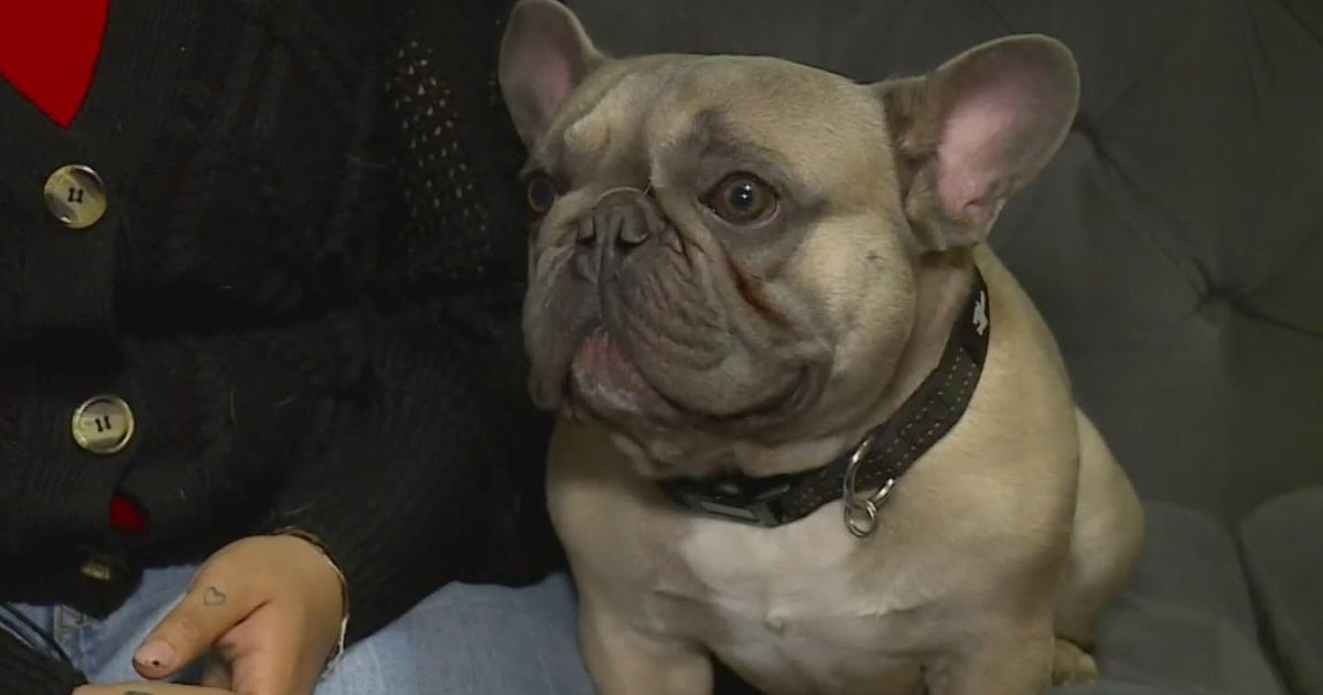 Sacramento couple held at gunpoint while trying to fetch stolen French ...