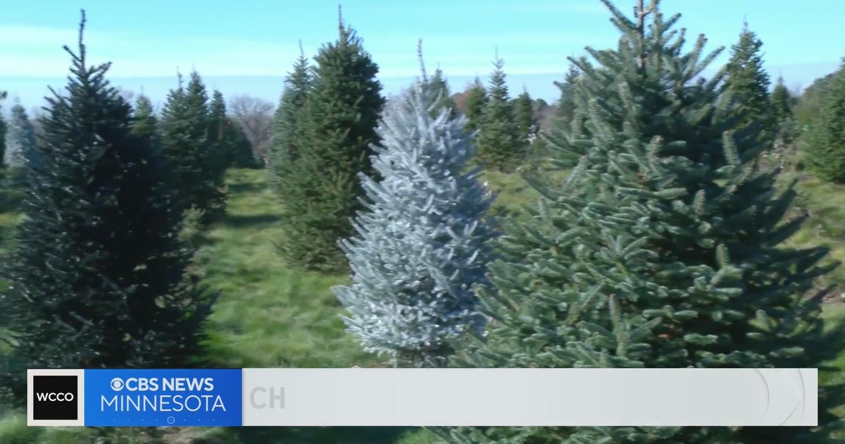 Minnesota Christmas tree farms prep for big weekend opening - CBS Minnesota