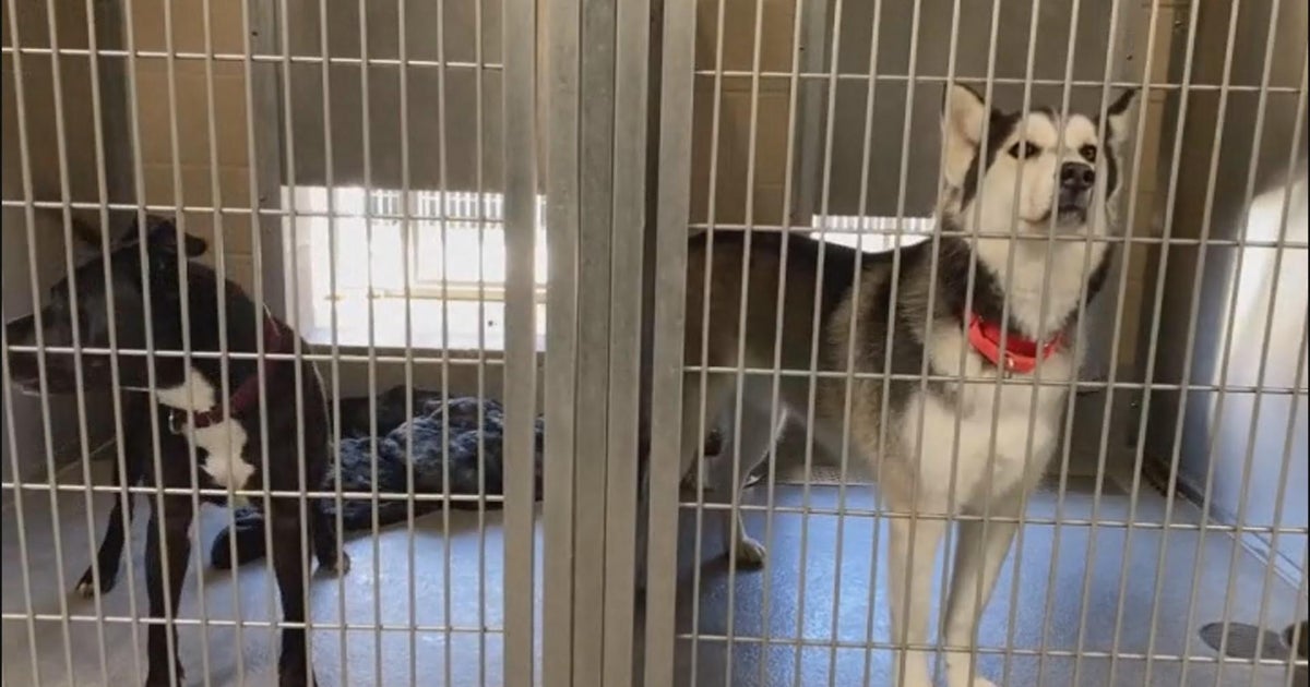 Hundreds of dogs in need of foster homes after Tustin hangar fire - CBS ...