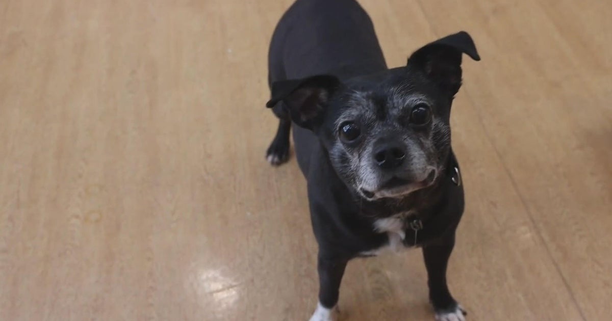 PAWS Chicago Pet of the Week: Sputnik - CBS Chicago