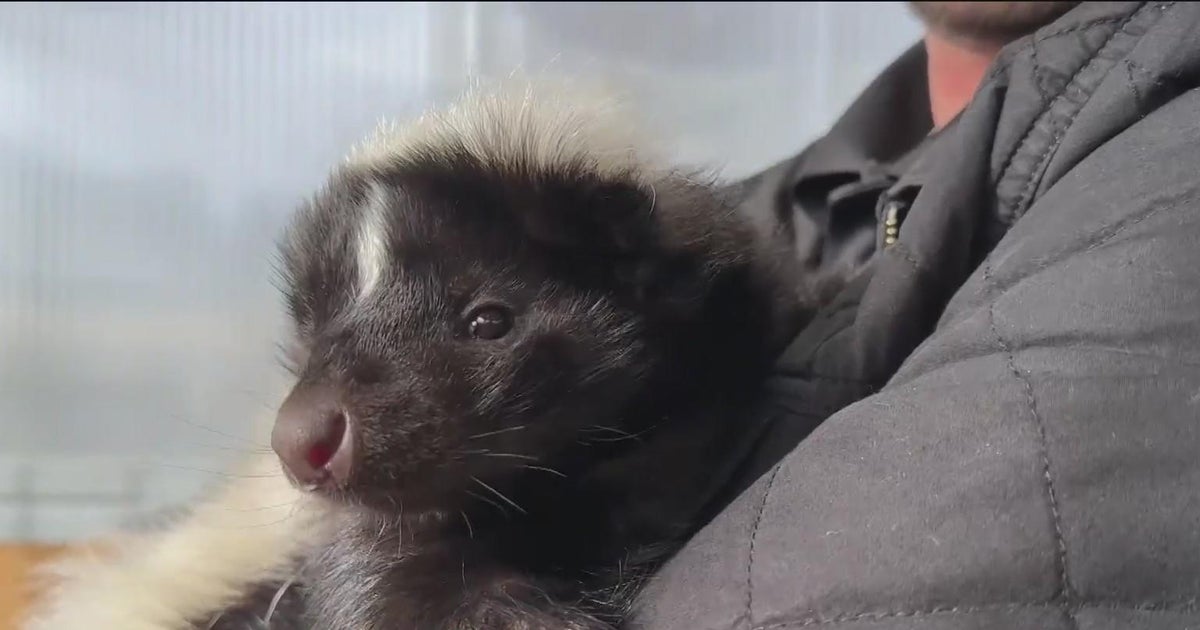 Creature Conservancy shares rescued animals with community in Ann Arbor ...