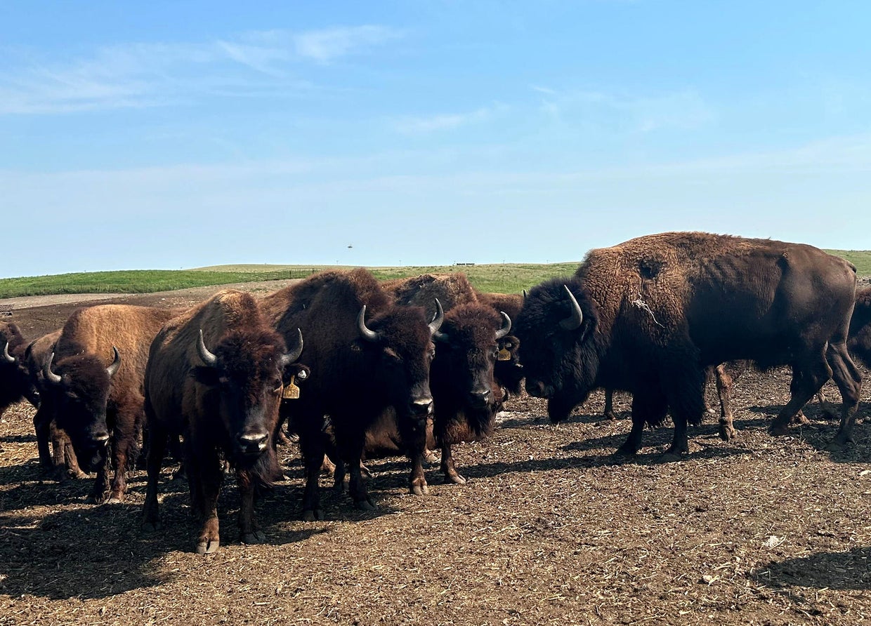 Rural medics get long-distance help in treating man gored by bison ...
