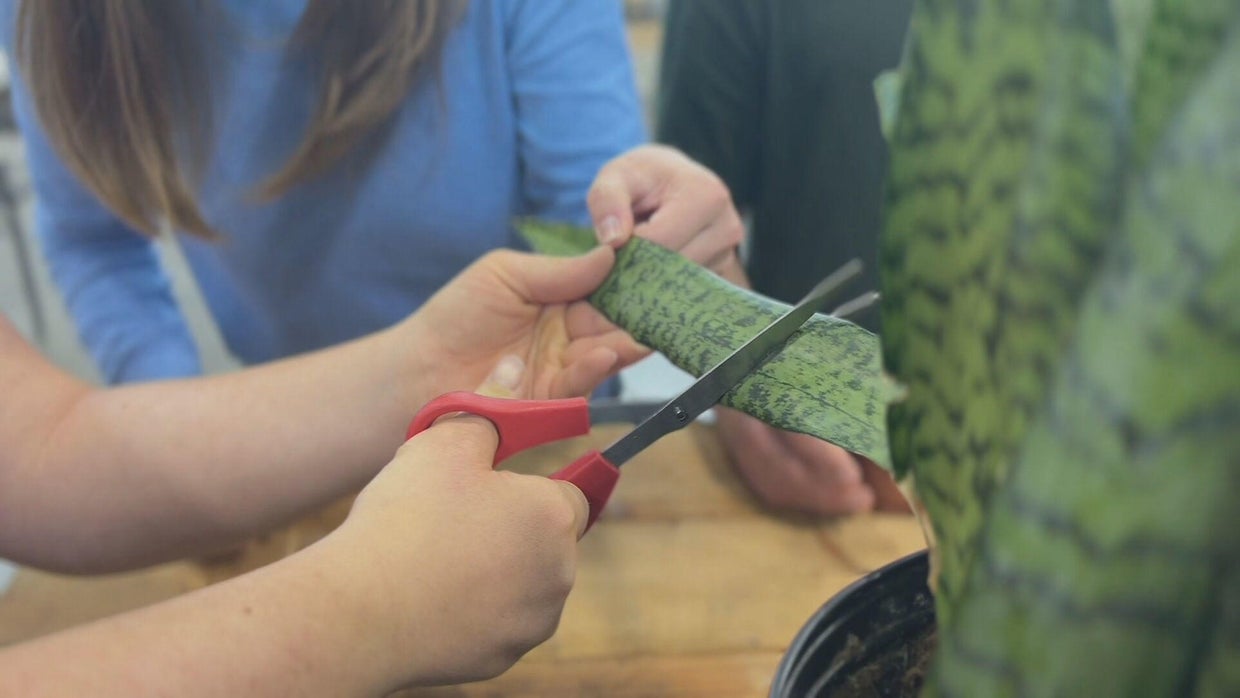 RAM Scholars introduces students of all abilities to agriculture - CBS ...