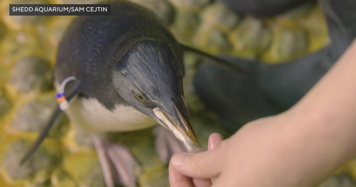 Animals at Shedd Aquarium get an early holiday feast - CBS Chicago