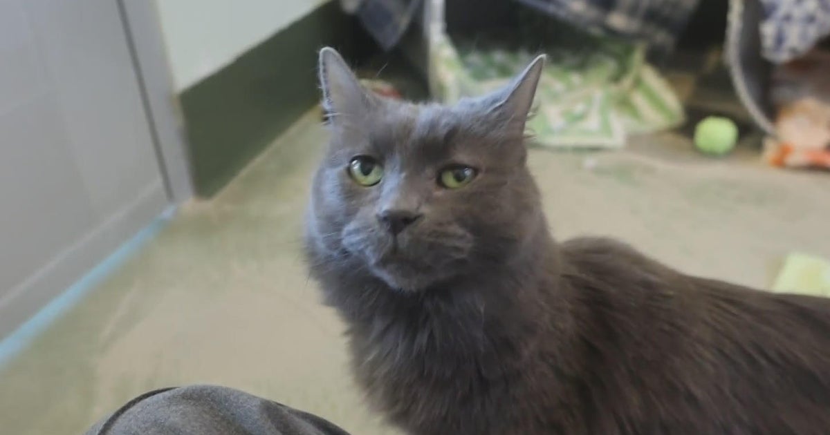 PAWS Chicago Pet of the Week: Gee Gee - CBS Chicago