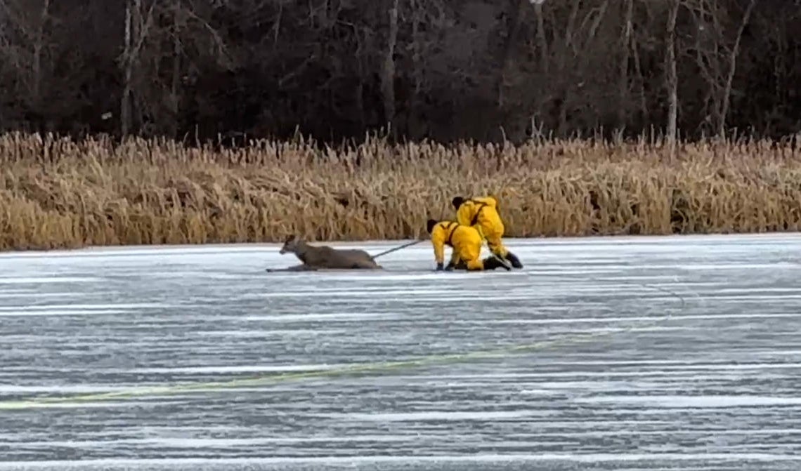 WATCH: Prior Lake firefighters rescue deer stranded on thin ice - CBS ...
