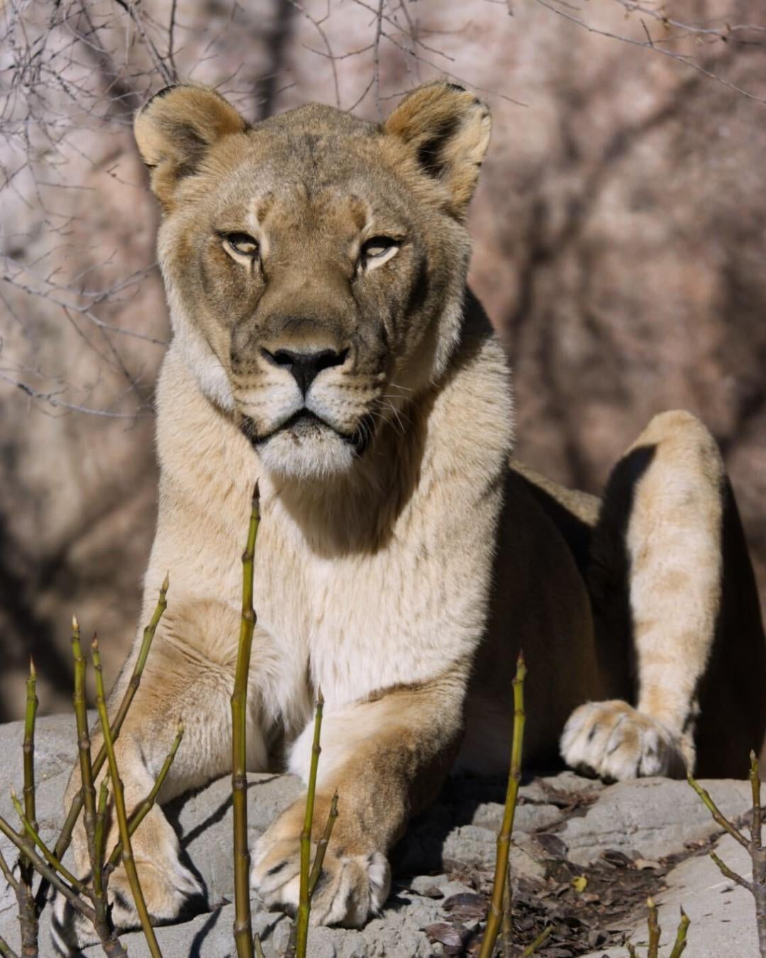 Masses found during exam of Sacramento Zoo's beloved lioness, Cleo ...