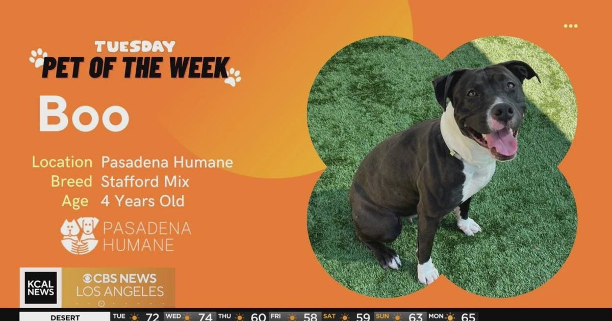 A look back on some of the pets featured on “Pet of the Week” still ...