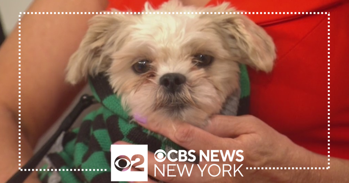 Furry Friend Finder: Sheldon - CBS New York