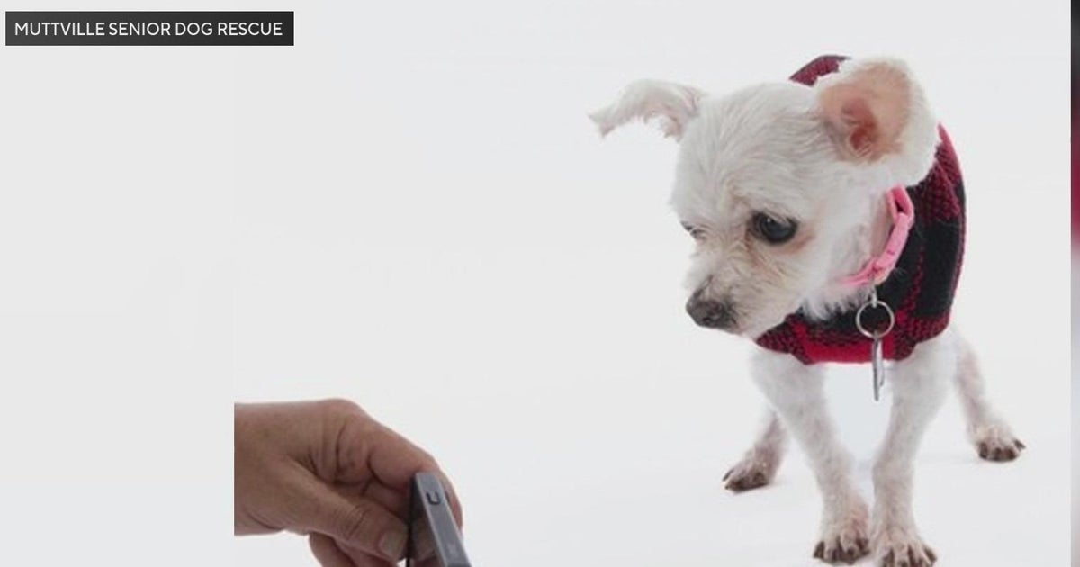 Muttville Senior Dog Rescue gives dogs makeovers to help them get ... Muttville Senior Dog Rescue gives dogs makeovers to help them get ...