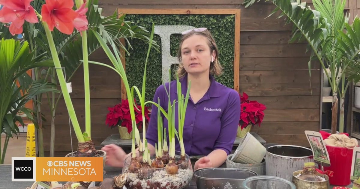 How to care for beautiful holiday bulbs and brighten your home - CBS ...