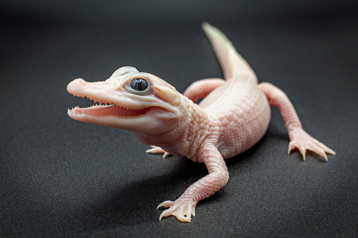 Extraordinarily rare white leucistic gator with twinkling blue eyes ...
