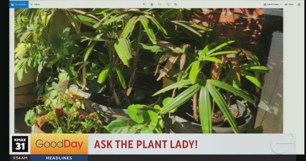 The Plant Lady, 9am Pt. 2 - 12/10 - Good Day Sacramento