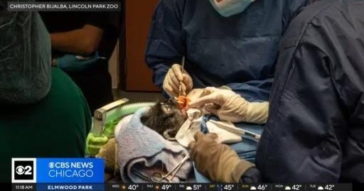 Rush University doctors perform surgery on a monkey - CBS Chicago