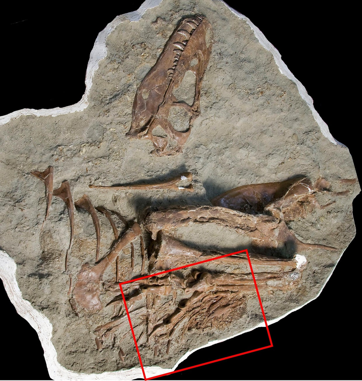 Tyrannosaurus fossil found with final meals in its stomach - CBS News