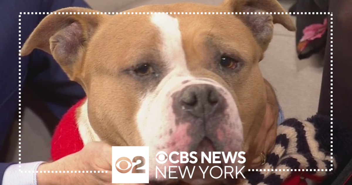 Furry Friend Finder: Athena - CBS New York