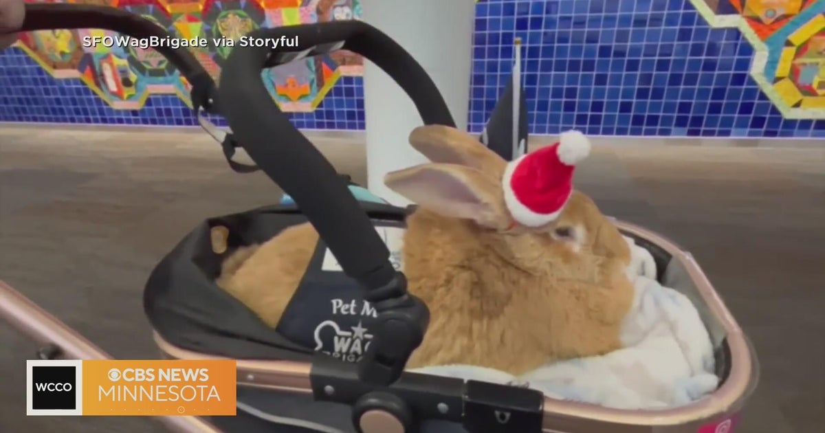 Airports deploy unusual service animals to calm holiday travel stress ...