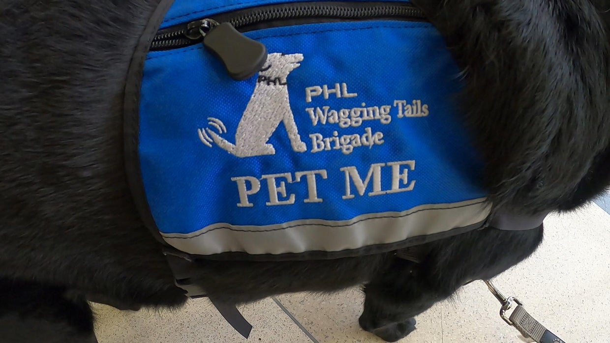Meet the many dogs of Philadelphia International Airport who work to ...