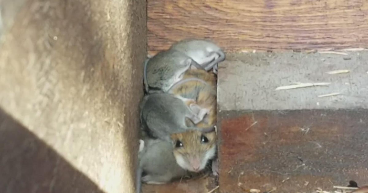 Warm weather causing an uptick in mice calls - CBS Minnesota