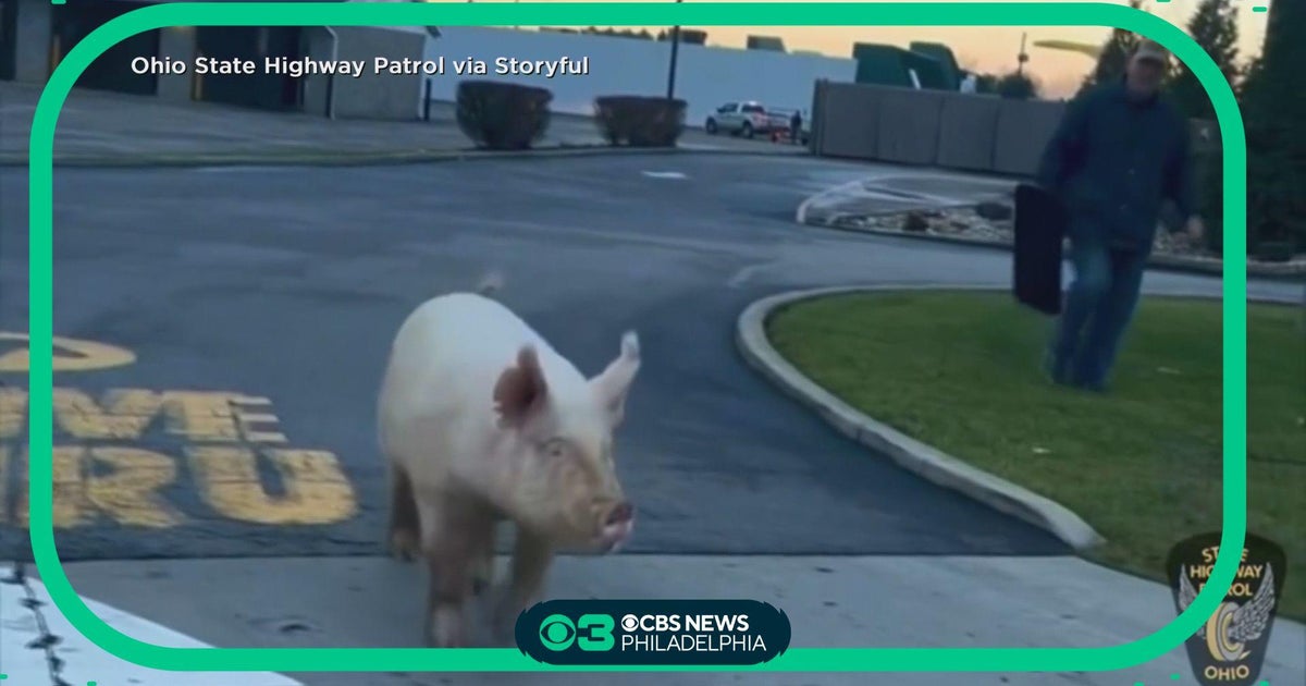 Ohio State Troopers capture runaway pig at McDonald's drive-thru - CBS ...