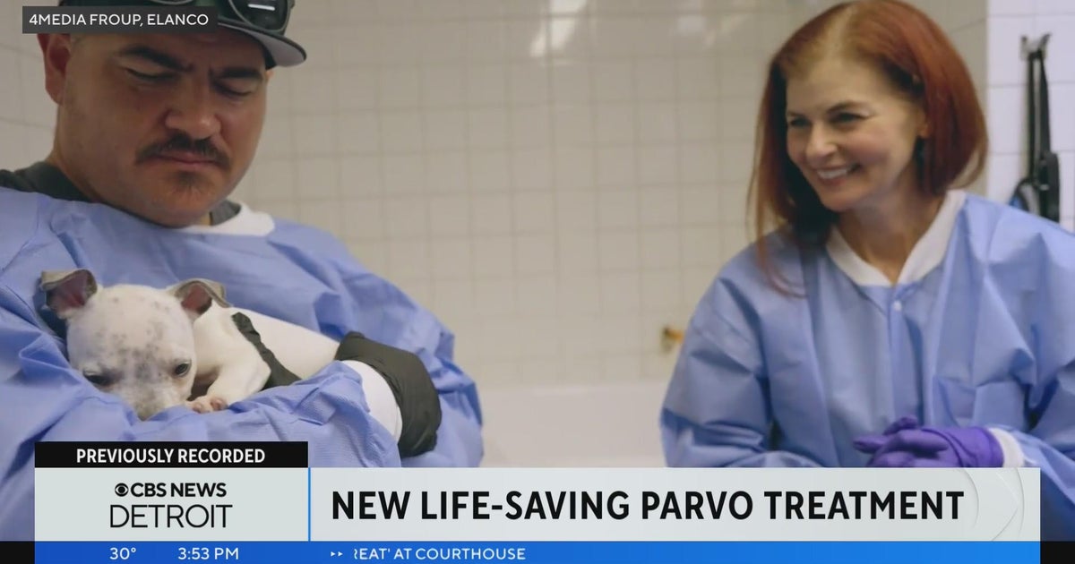 New life-saving parvo treatment - CBS Detroit