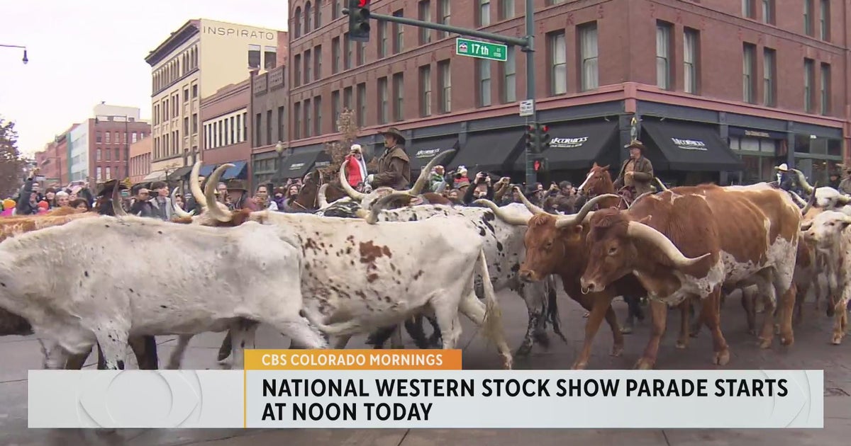 Dozens of Longhorns to kick off National Western Stock Show Parade in ...