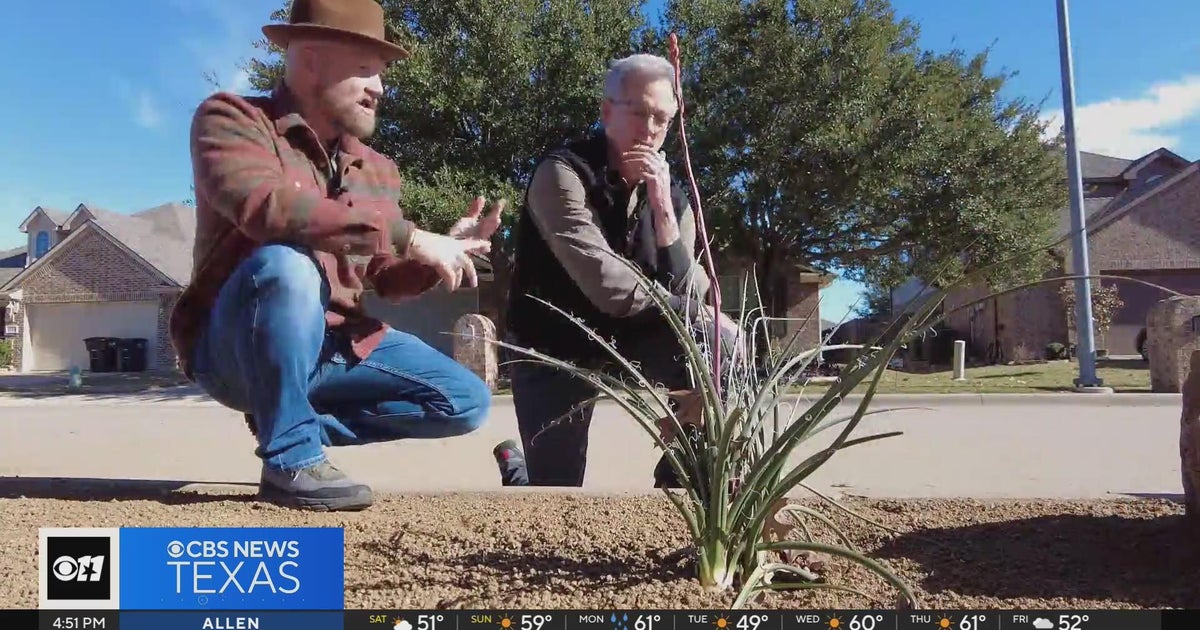 Gardening 101: Hell Strip - CBS Texas
