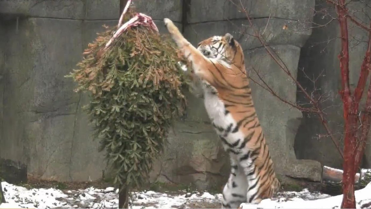 Brookfield Zoo animals enjoy treats, enrichment from Holiday Magic ...