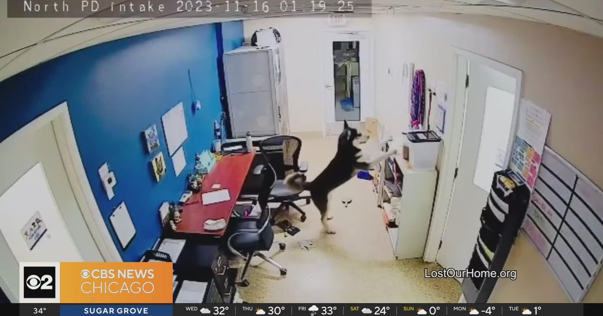 Jumpstart with Jackie: Dog break-out - CBS Chicago