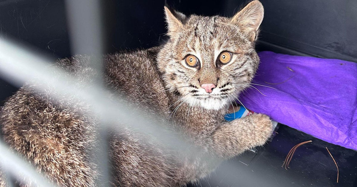 Young bobcat hit by car in Littleton; "Fingers crossed for her" - CBS ...
