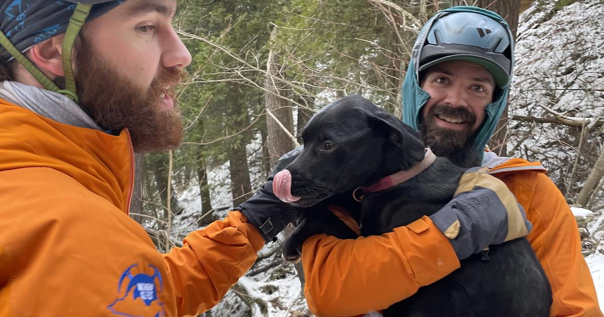 Dog rescued after surviving 60-foot fall from Michigan cliff and ...