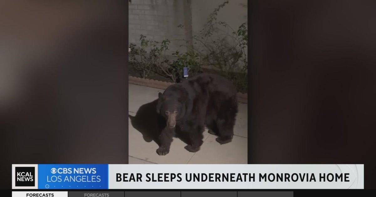 Bear sleeps underneath Monrovia home - CBS Los Angeles