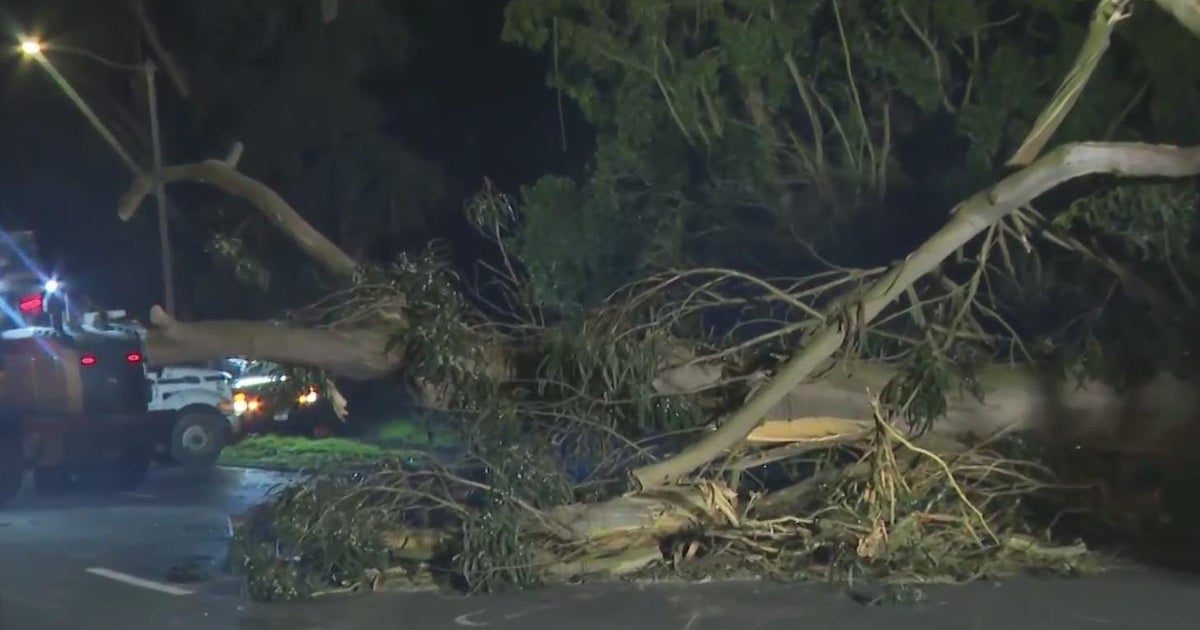 Crews work to clear massive eucalyptus tree that damaged 5 cars after ...