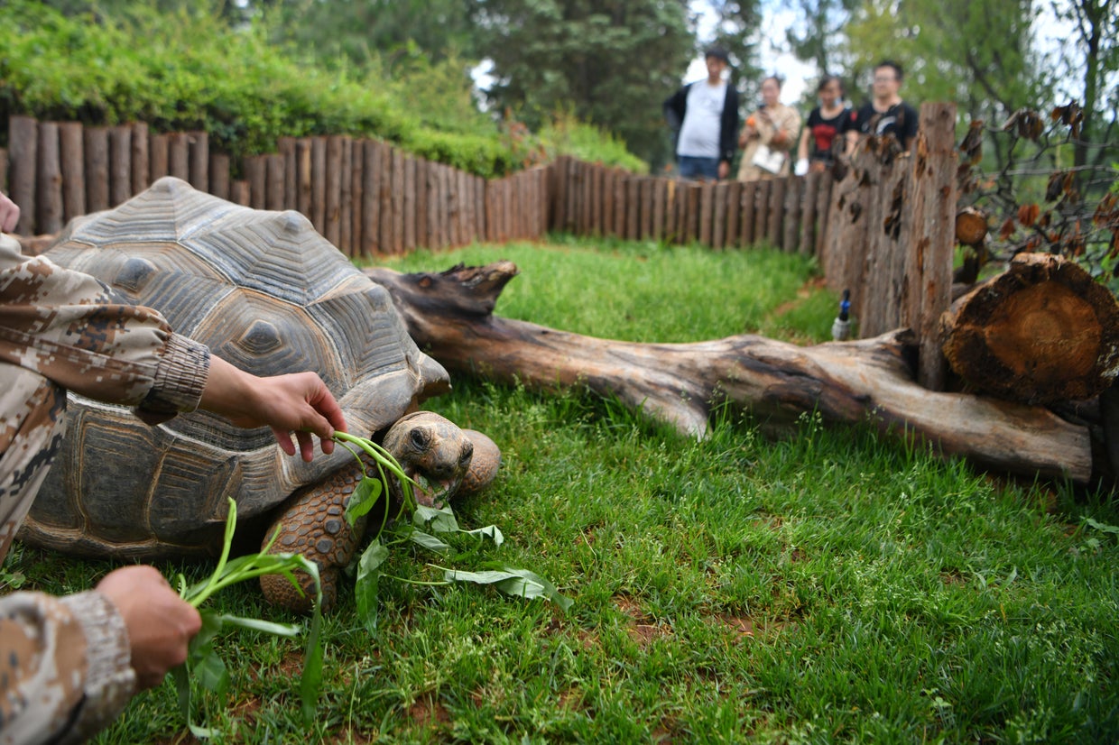 7 giant tortoises found dead in U.K. forest, sparking police appeal for ...