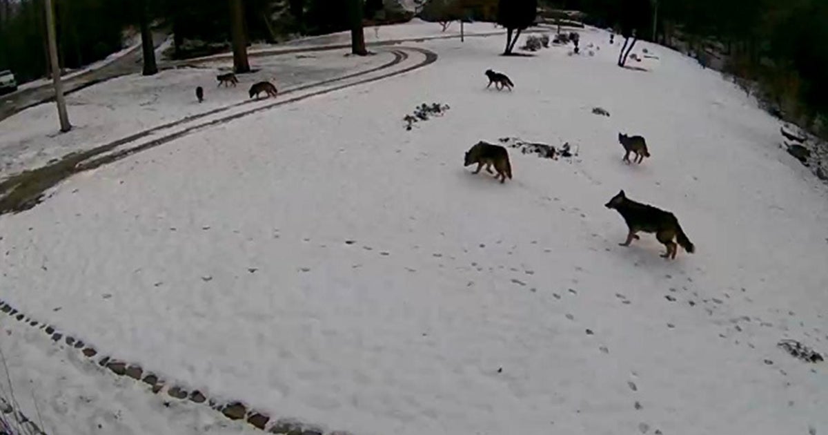 Large pack of coyotes spotted in Cohasset - CBS Boston